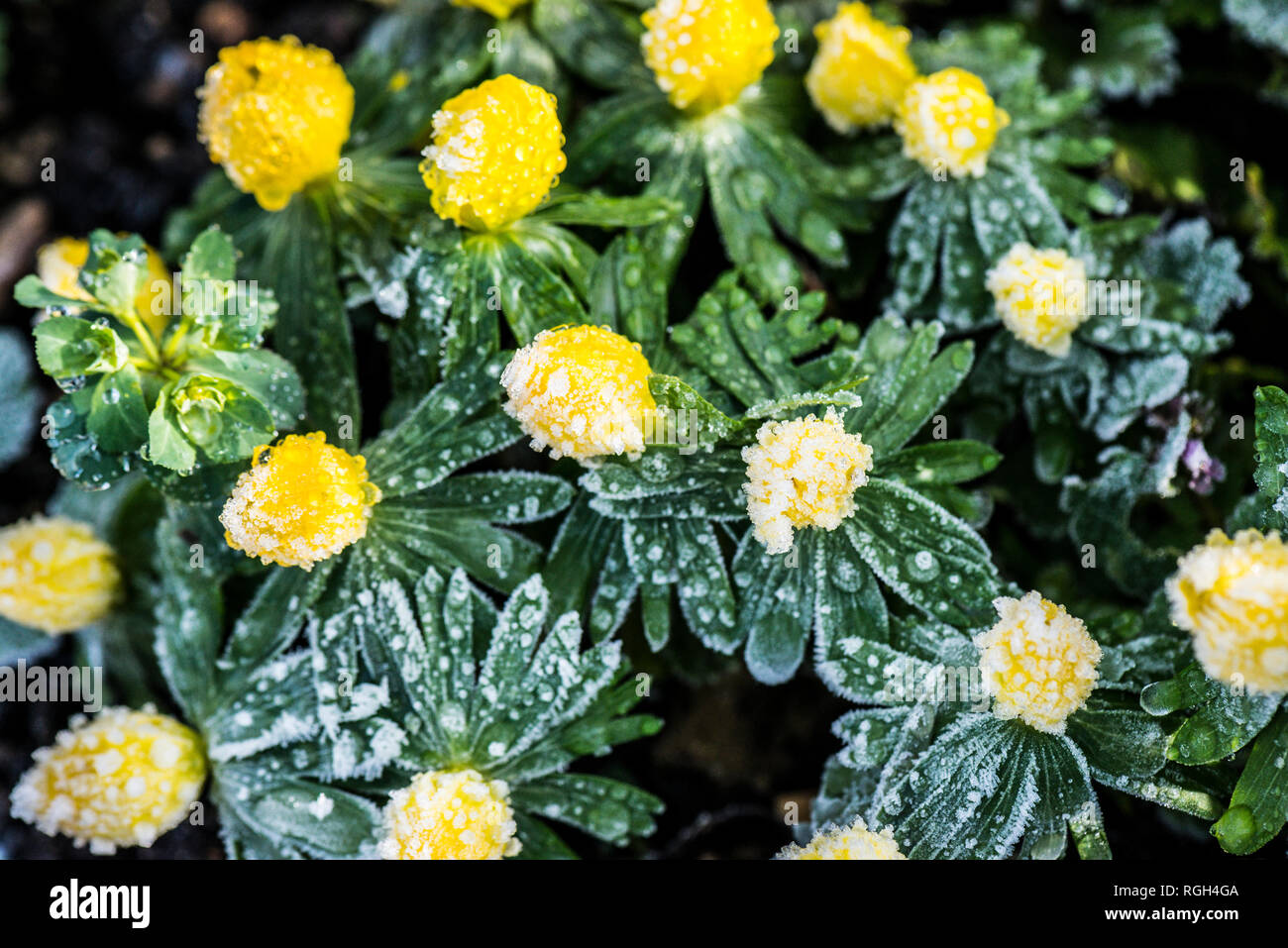 Aconites in frost hi-res stock photography and images - Alamy
