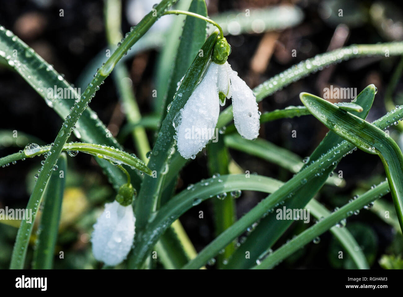 A snowdrop 'Magnet' (Galanthus 'Magnet') in the frost Stock Photo - Alamy