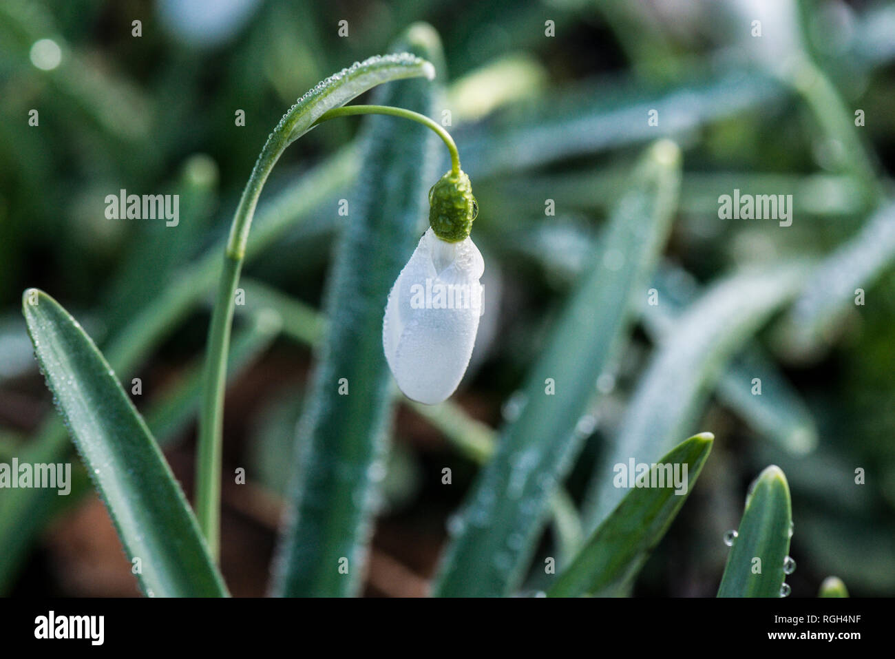 A snowdrop 'Magnet' (Galanthus 'Magnet') in the frost Stock Photo - Alamy