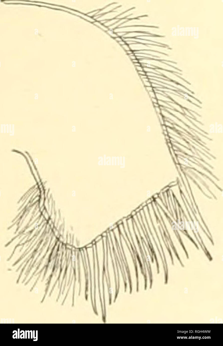 Balanus sp hi-res stock photography and images - Alamy