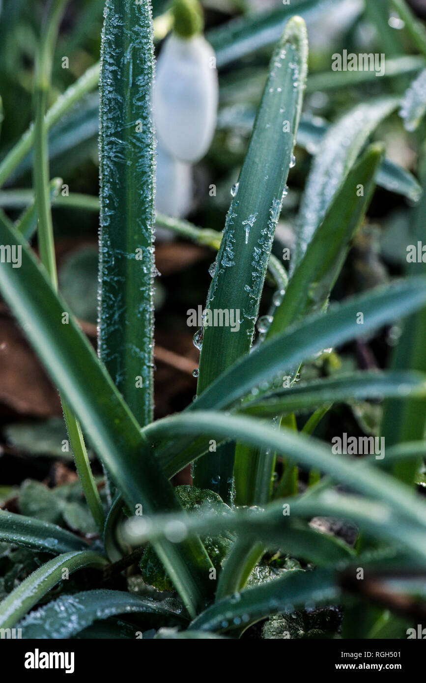 A snowdrop 'Magnet' (Galanthus 'Magnet') in the frost Stock Photo - Alamy