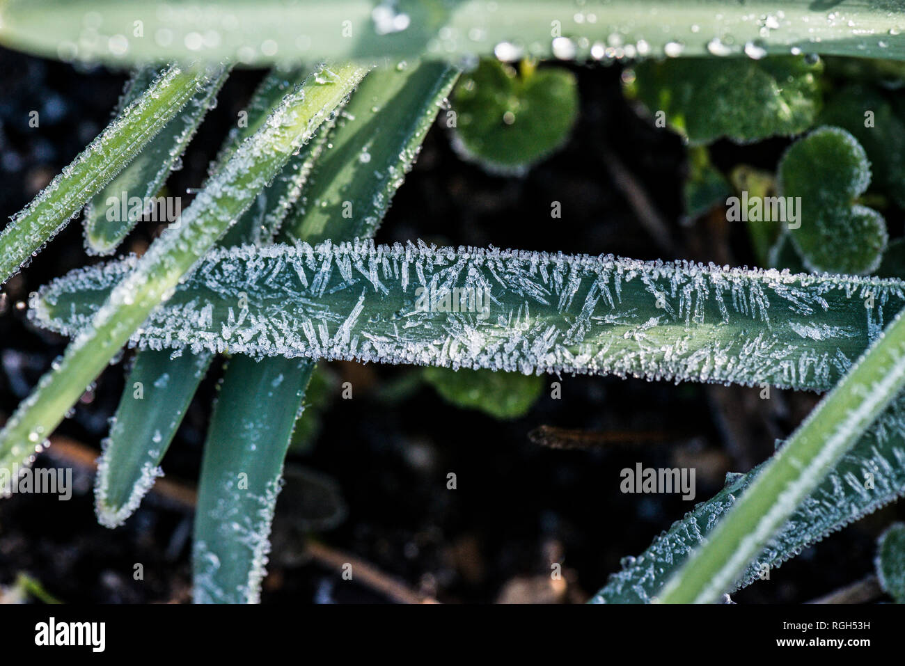 The leaf of a snowdrop 'Magnet' (Galanthus 'Magnet') covered in the ...