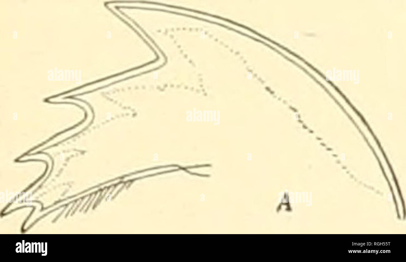 . Bulletin of the Bureau of Fisheries. Fisheries; Fish culture ...