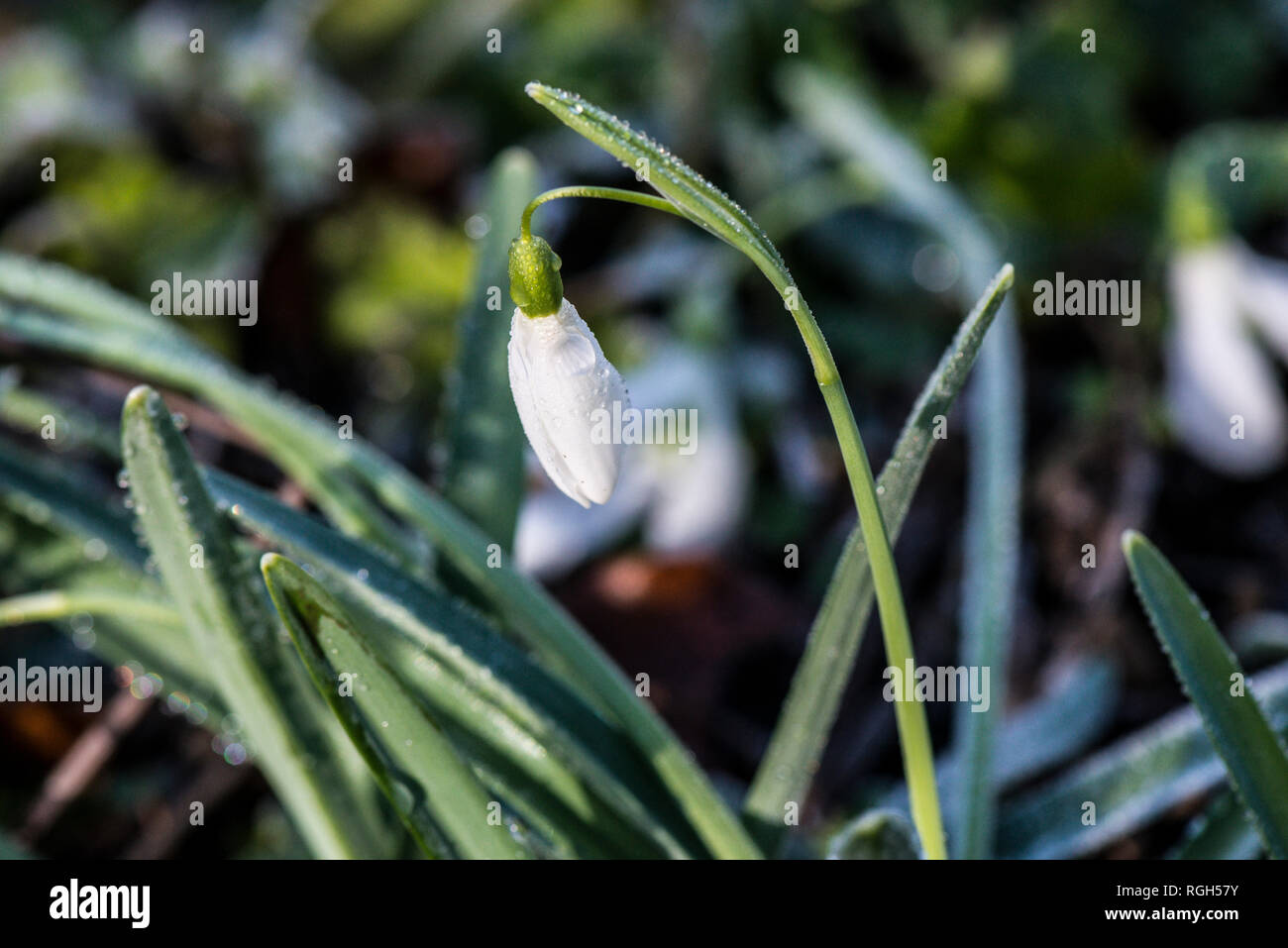 Galanthus magnet hi-res stock photography and images - Alamy