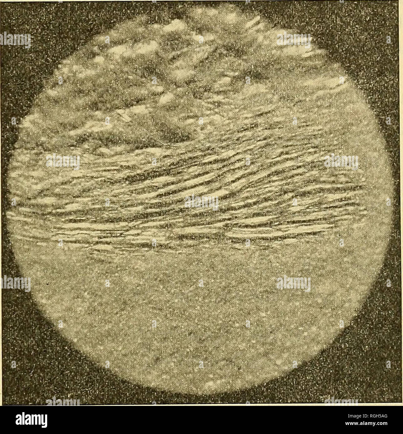 Elonichthys hi-res stock photography and images - Alamy