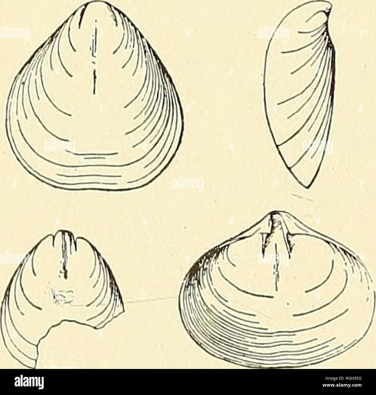 . Bulletin of the Buffalo Society of Natural Sciences. Natural history ...