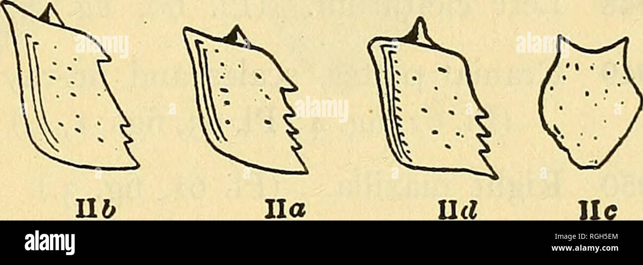 Devonicus hi-res stock photography and images - Alamy