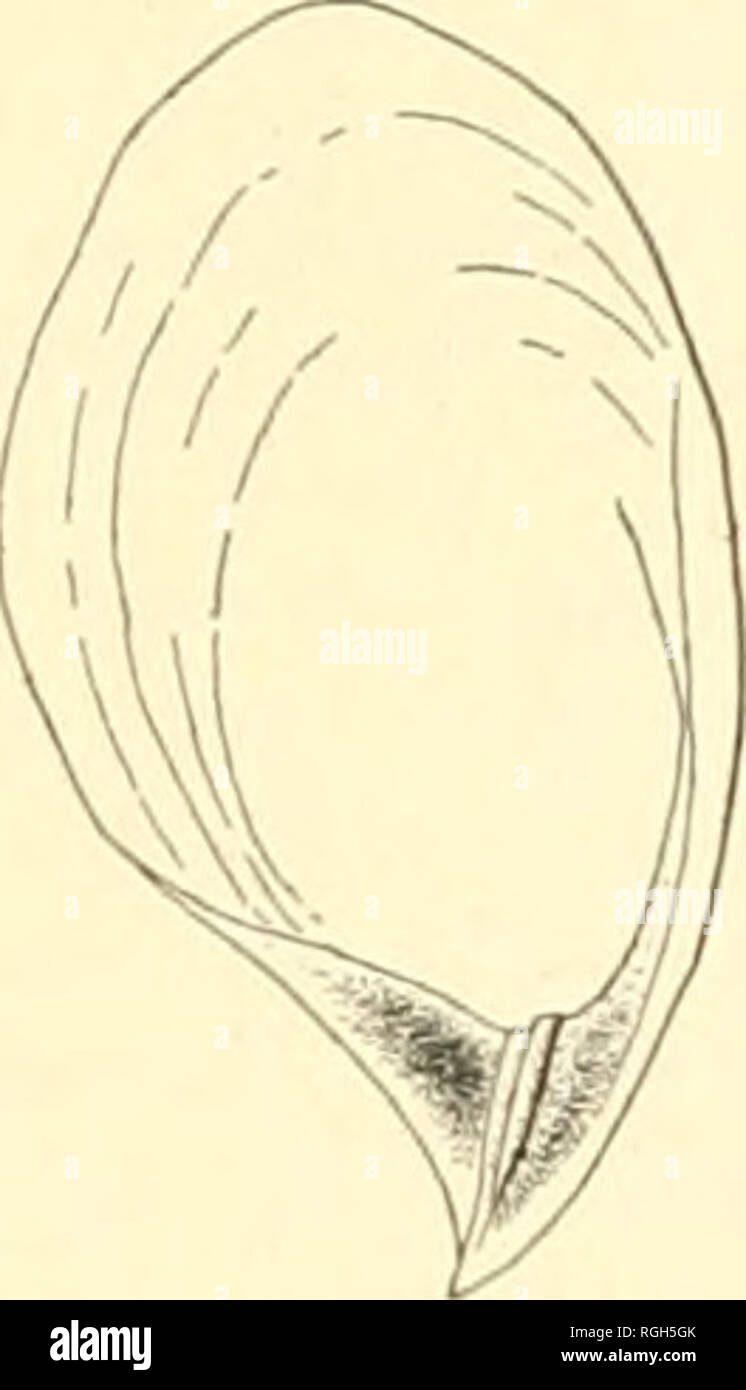 Cidaroid hi-res stock photography and images - Alamy
