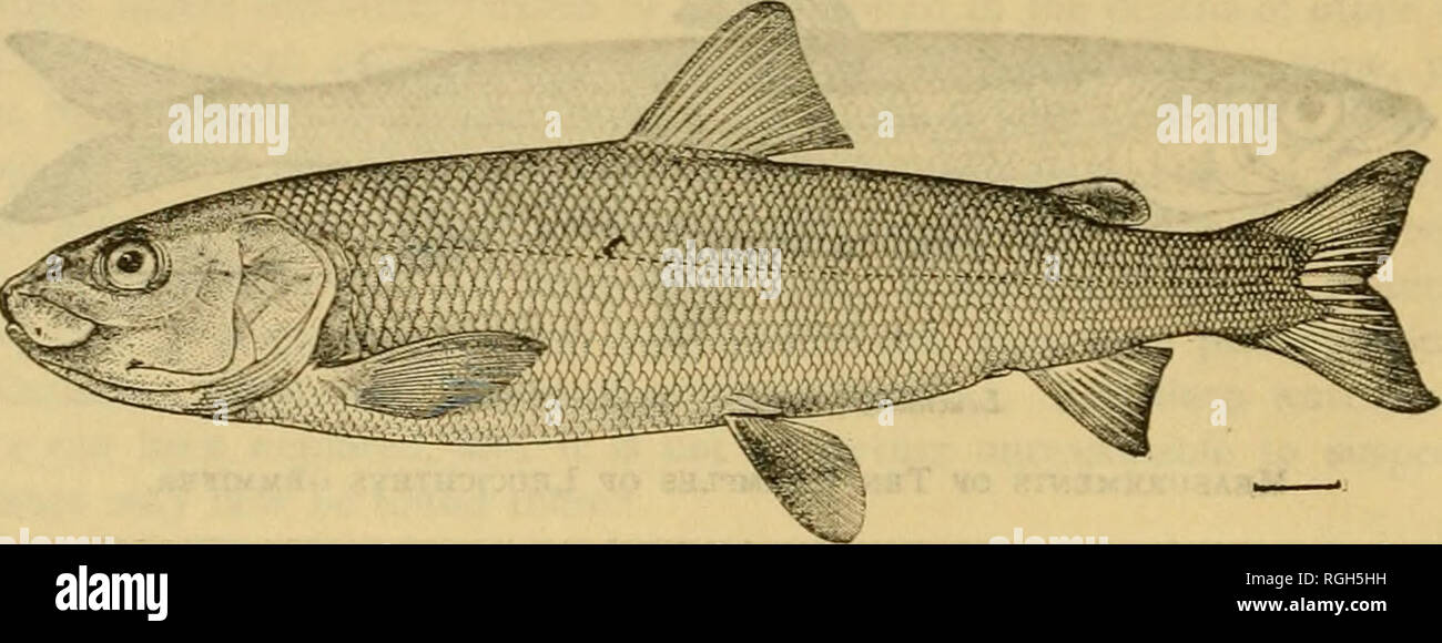 Visceral peritoneum hi-res stock photography and images - Alamy