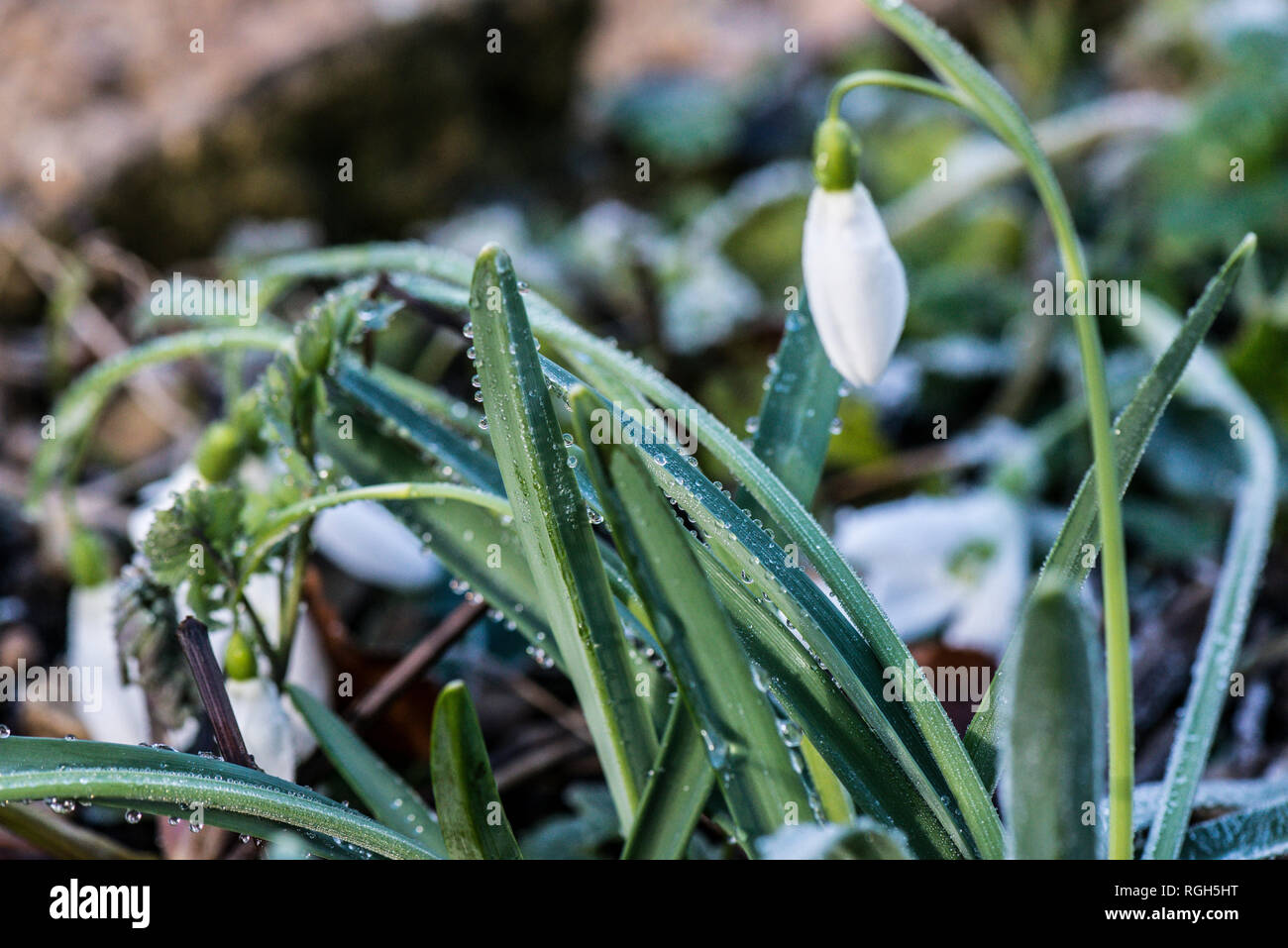 A snowdrop 'Magnet' (Galanthus 'Magnet') in the frost Stock Photo - Alamy