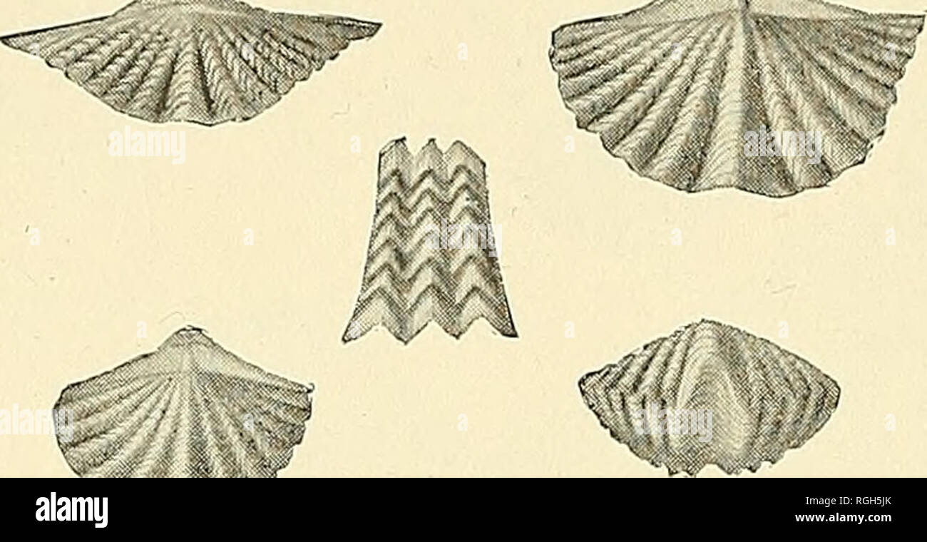 Linear Striae High Resolution Stock Photography and Images - Alamy