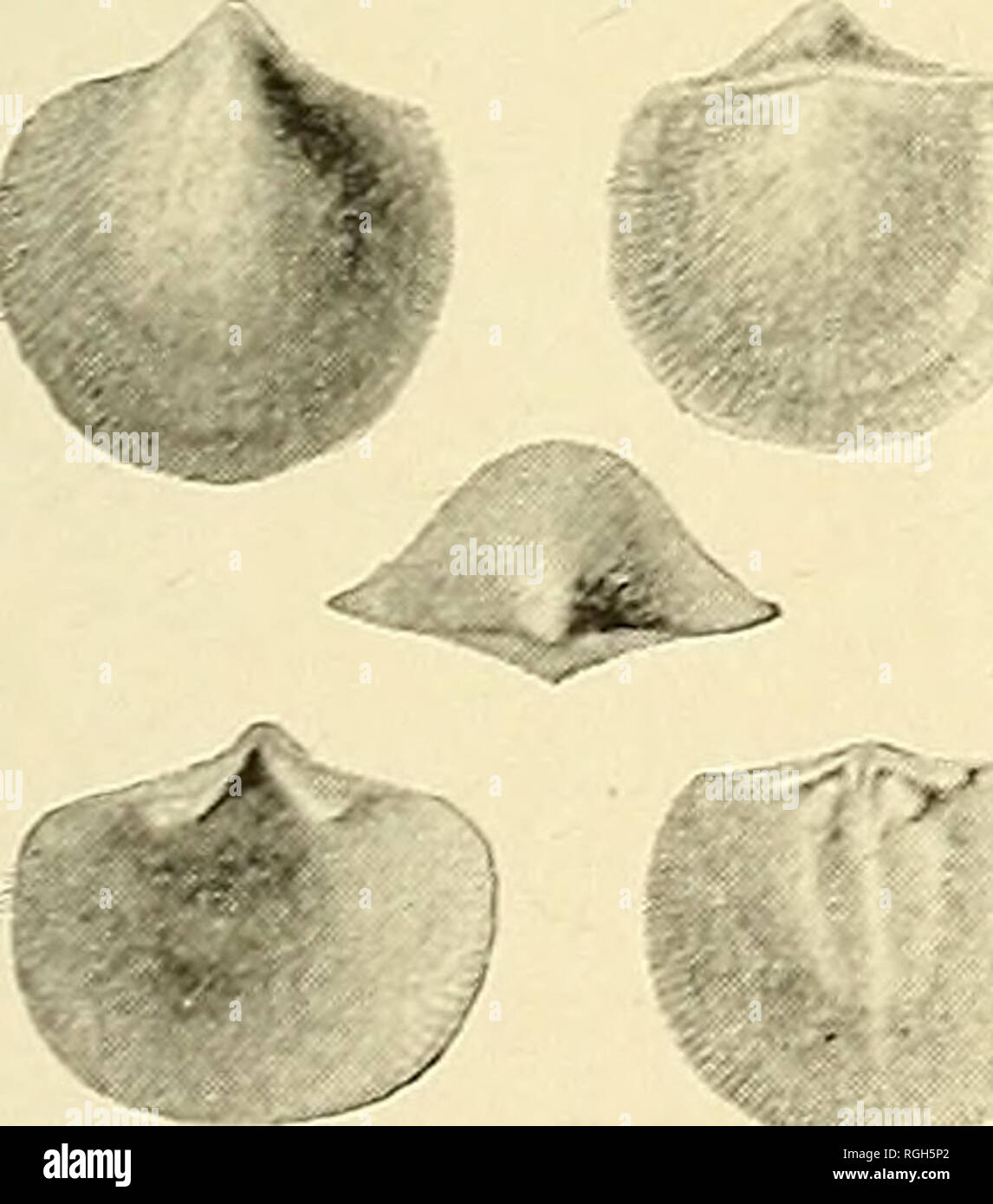 . Bulletin of the Buffalo Society of Natural Sciences. Natural history ...