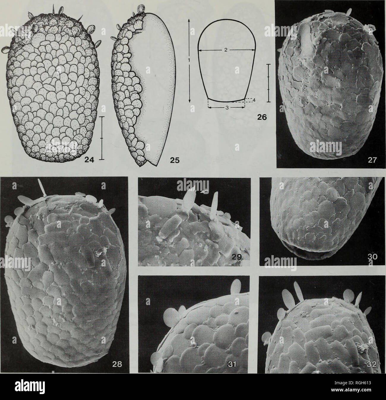 . Bulletin of the British Museum (Natural History) Zoology. GABRIELE LUFTENEGGER & WILHELM ...