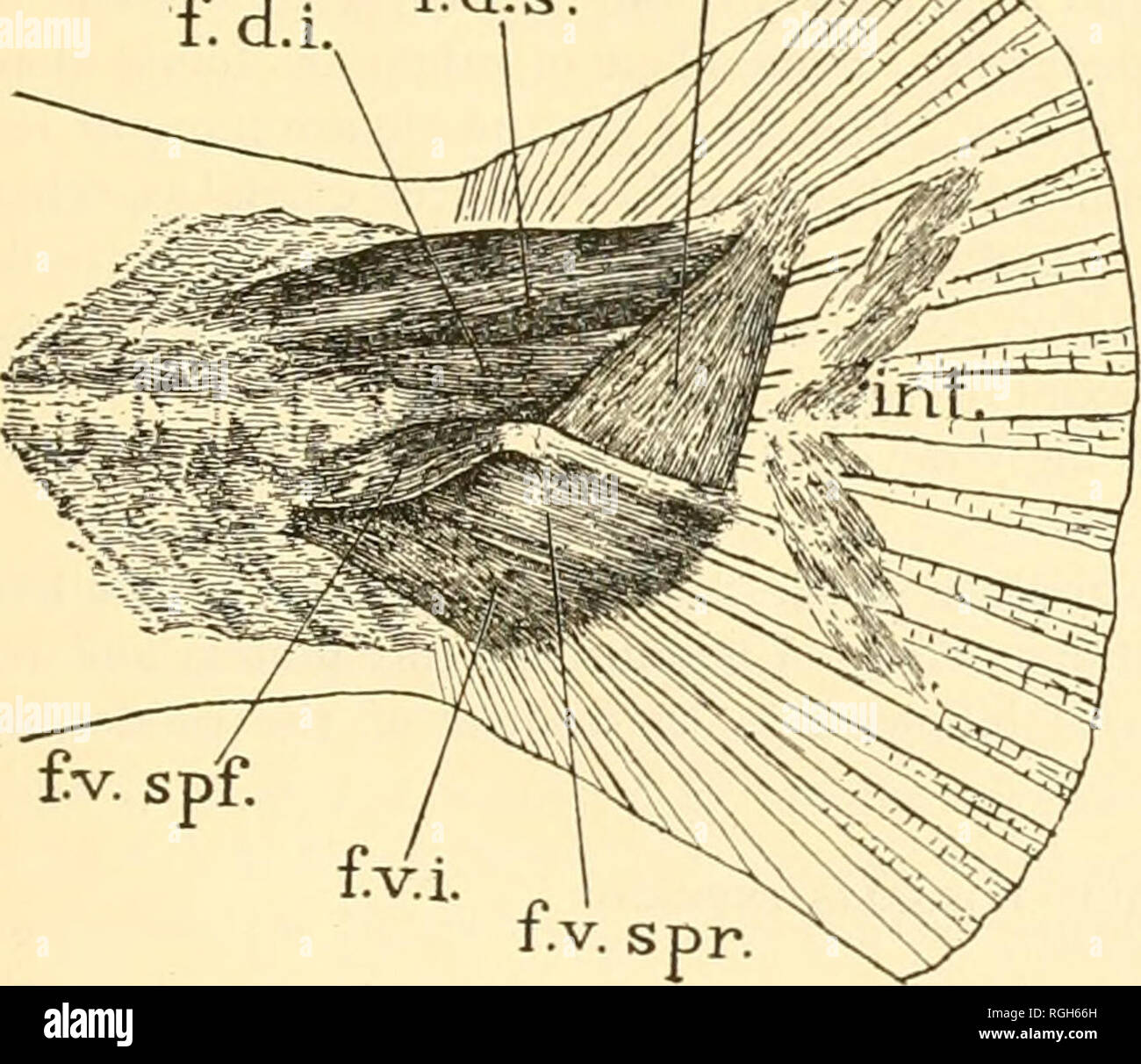 Hemal hi-res stock photography and images - Alamy