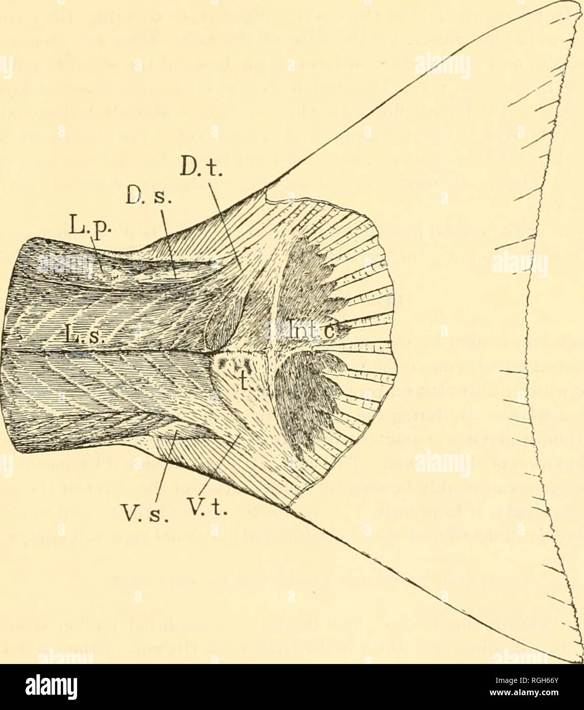 . Bulletin of the Bureau of Fisheries. Fisheries; Fish culture ...