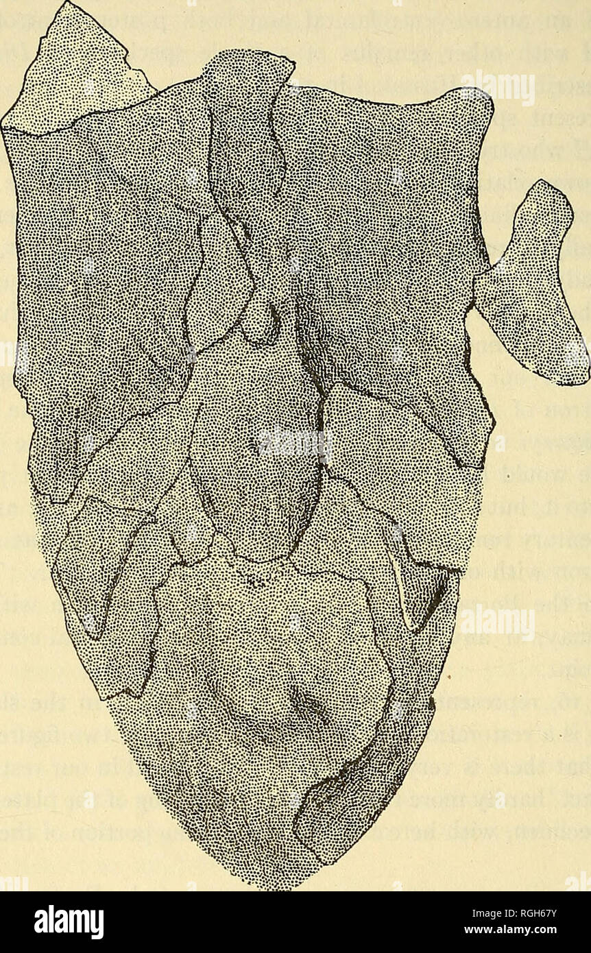 Dinichthys hi-res stock photography and images - Alamy