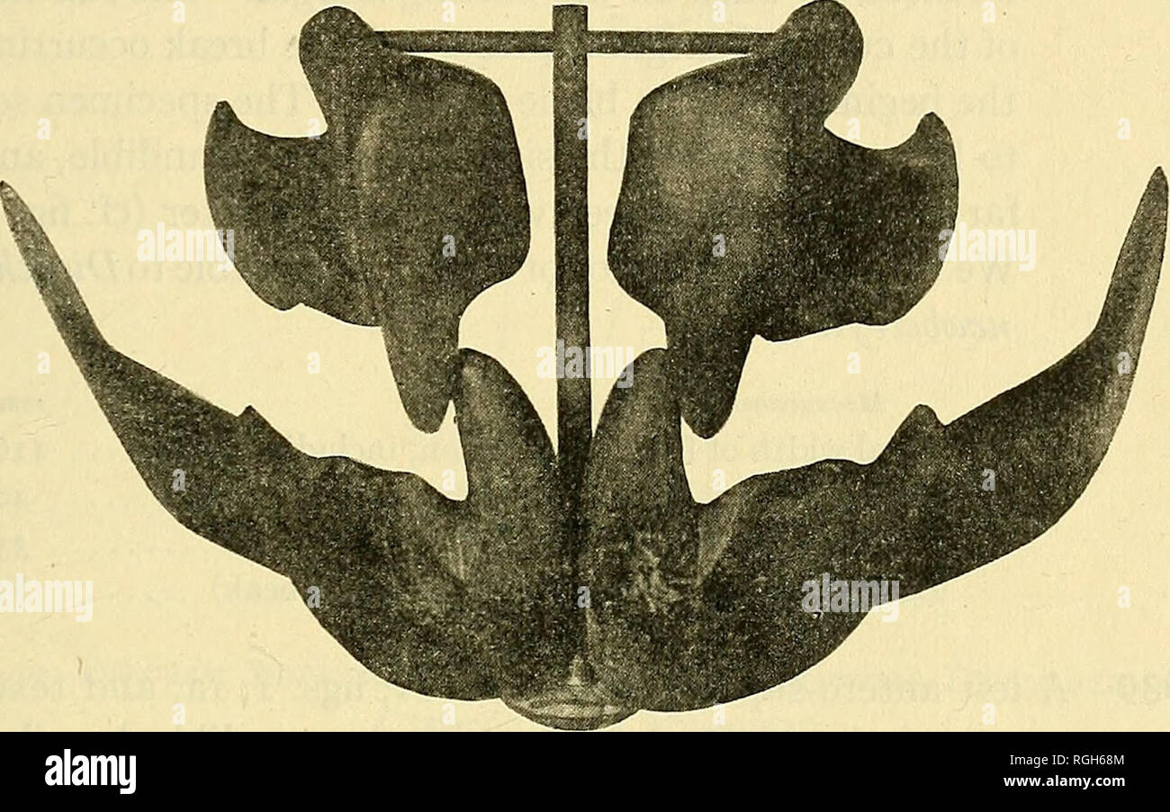 Dinichthys hi-res stock photography and images - Alamy