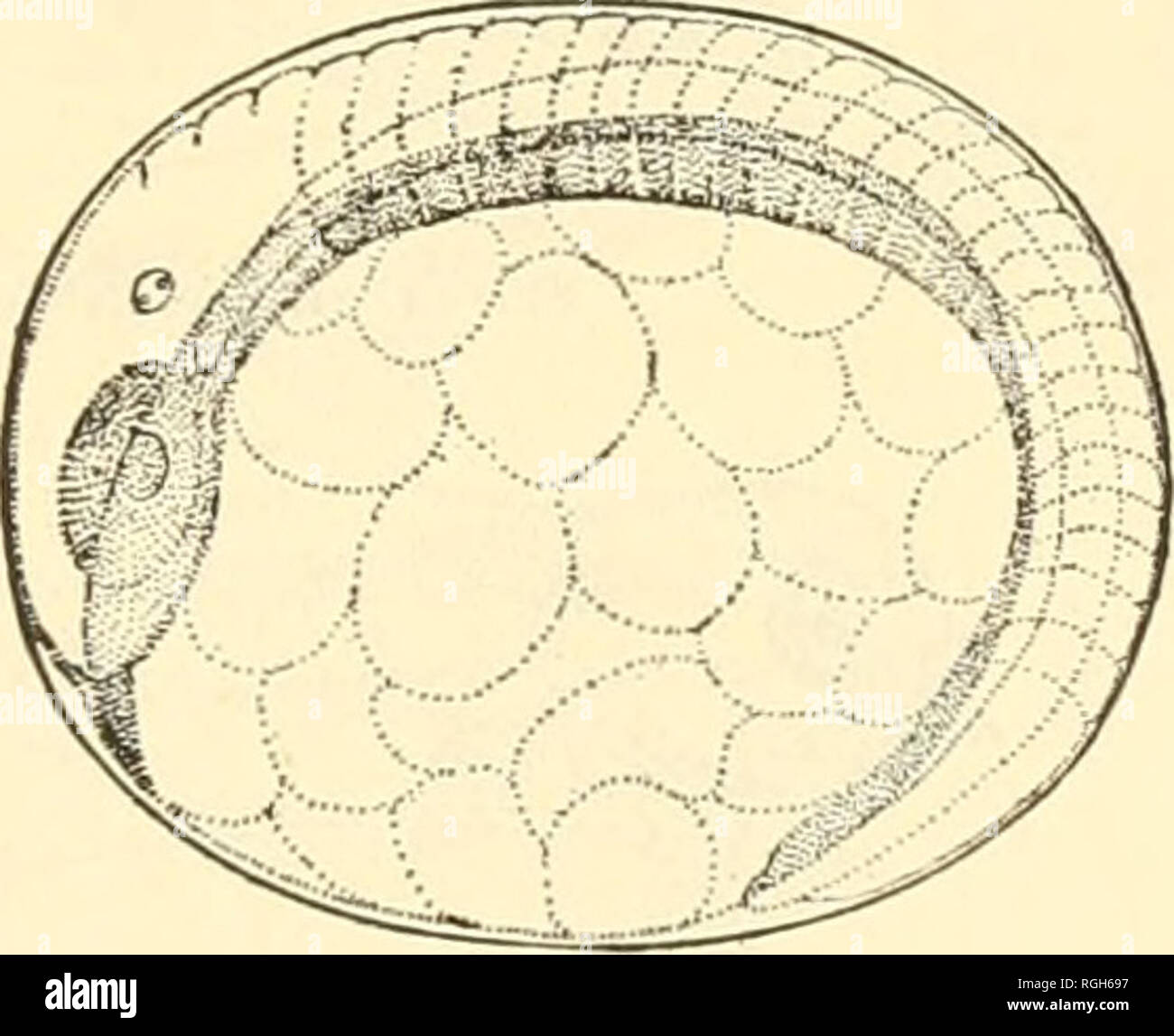 . Bulletin of the Bureau of Fisheries. Fisheries; Fish culture ...