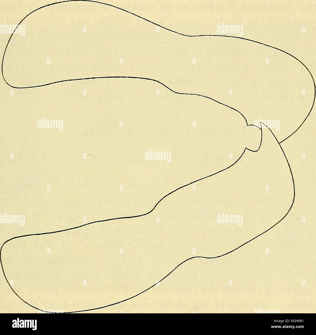 Dinichthys High Resolution Stock Photography and Images - Alamy