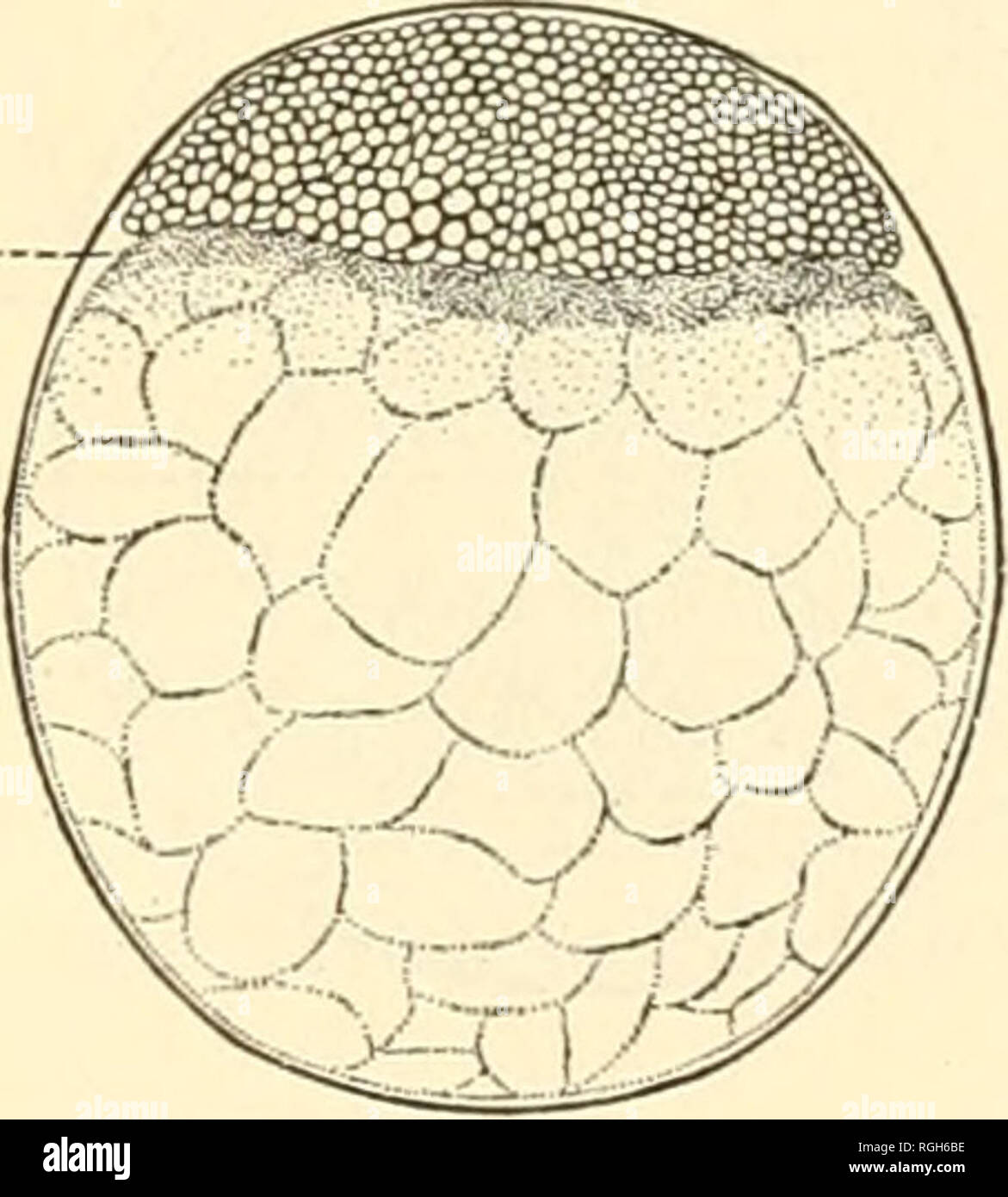 Kupffers cells hi-res stock photography and images - Alamy