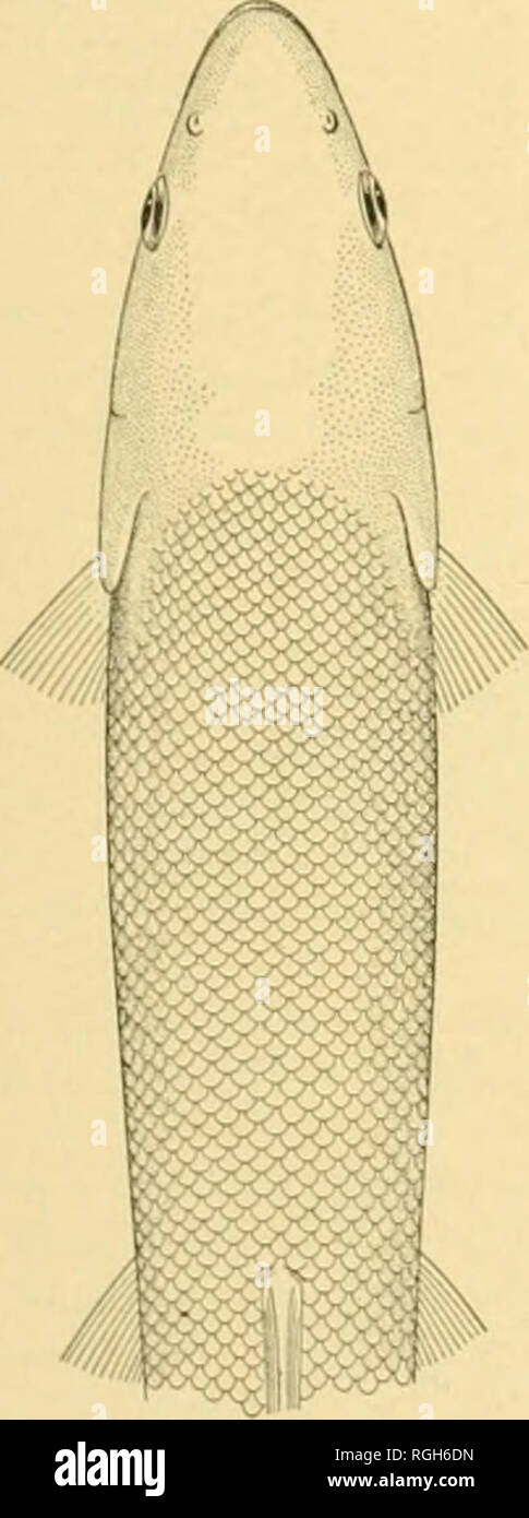 Developed gill rakers hi-res stock photography and images - Alamy