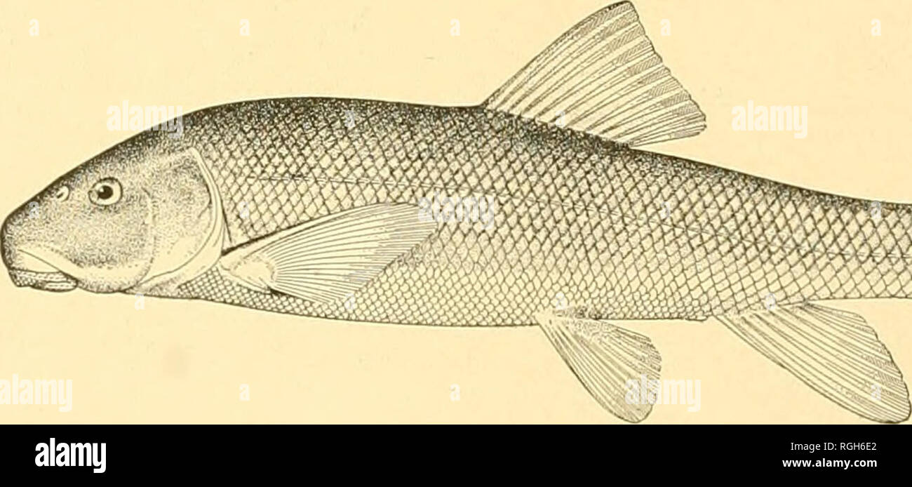 Split upper lip hi-res stock photography and images - Alamy