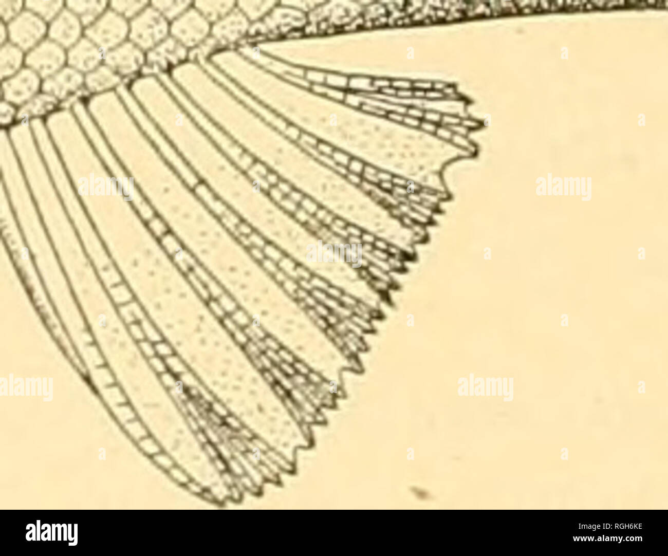 Flattened peduncle hi-res stock photography and images - Alamy