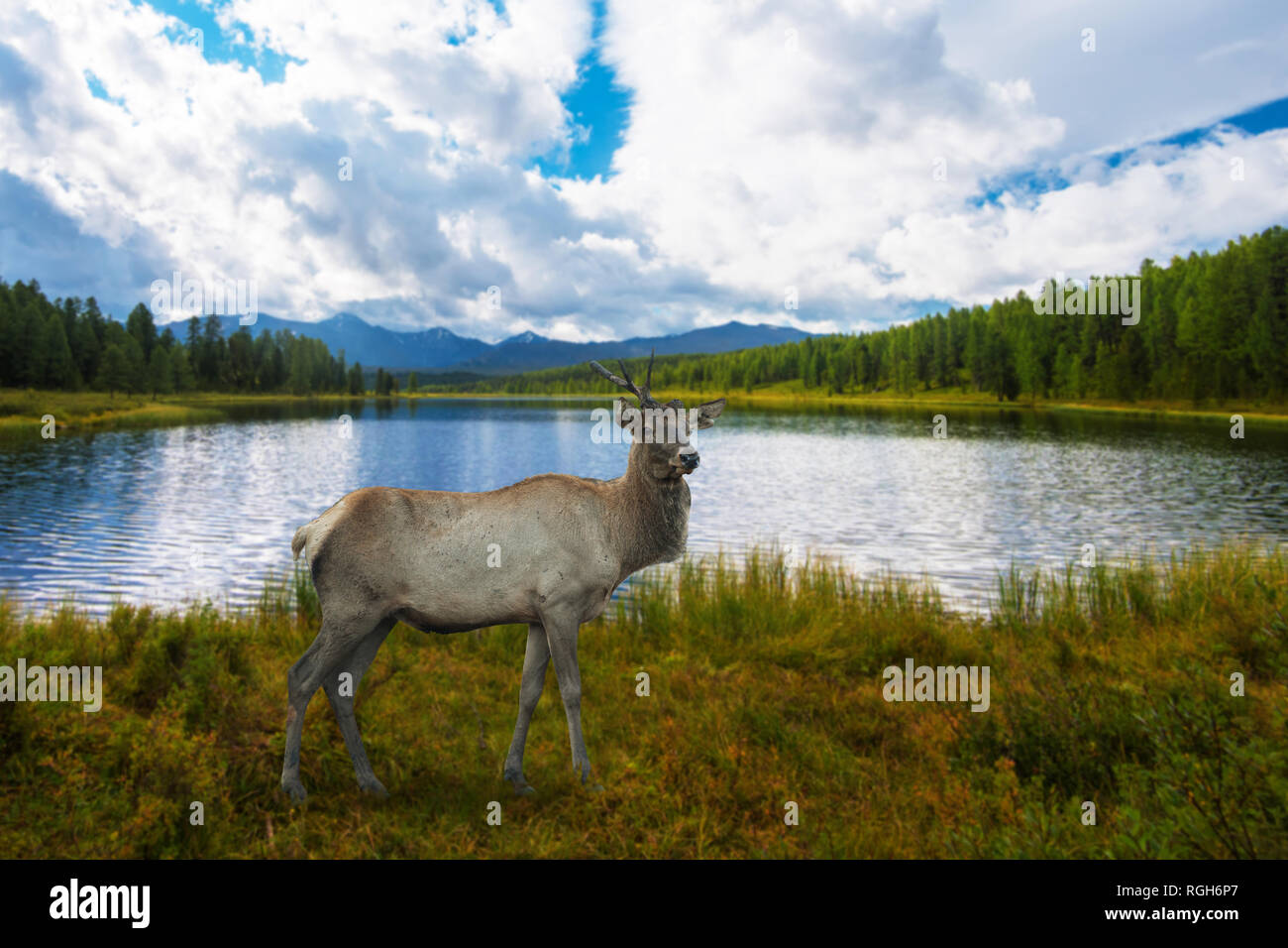 Altai elk hi-res stock photography and images - Alamy