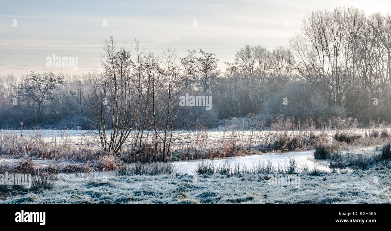 Frozen swamp in a winter landscape with open water and wetlands, and ...