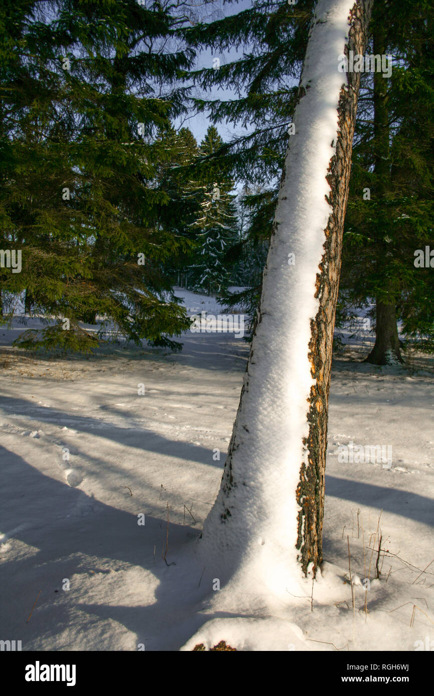 Path under trees with snow in a winter landscape hi-res stock ...
