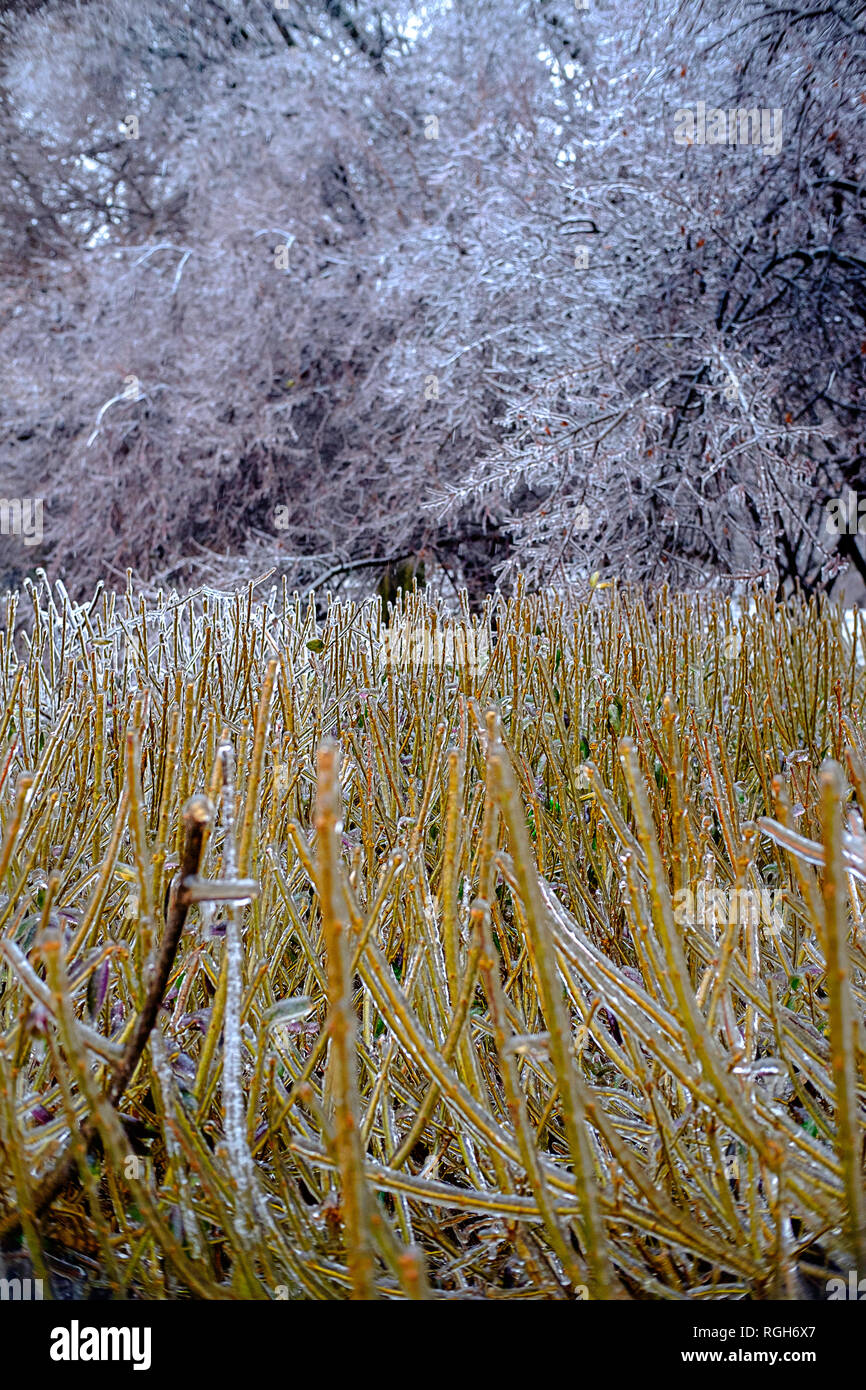 Frozen to plants hi-res stock photography and images - Alamy
