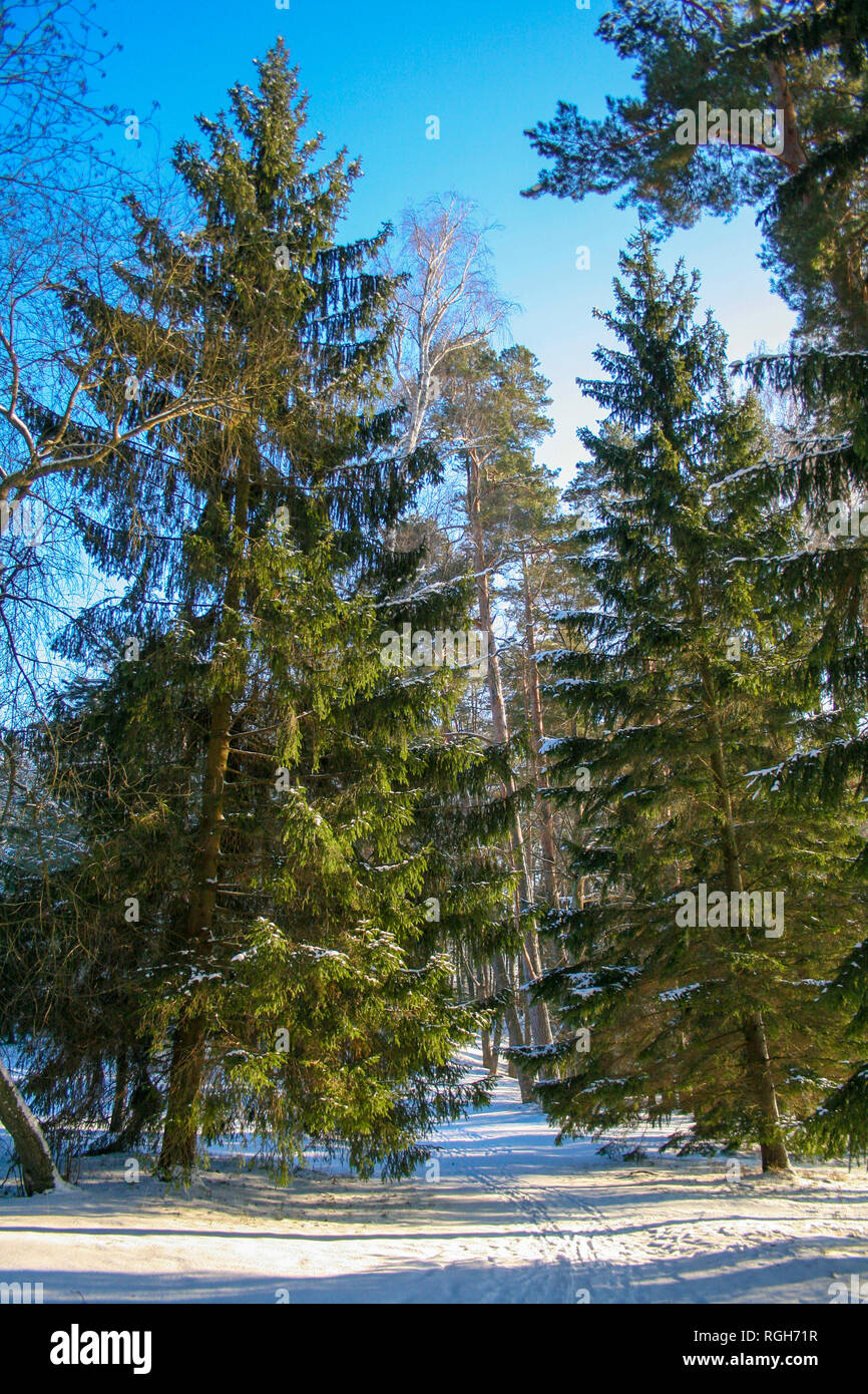 Fir trees under snow hi-res stock photography and images - Alamy