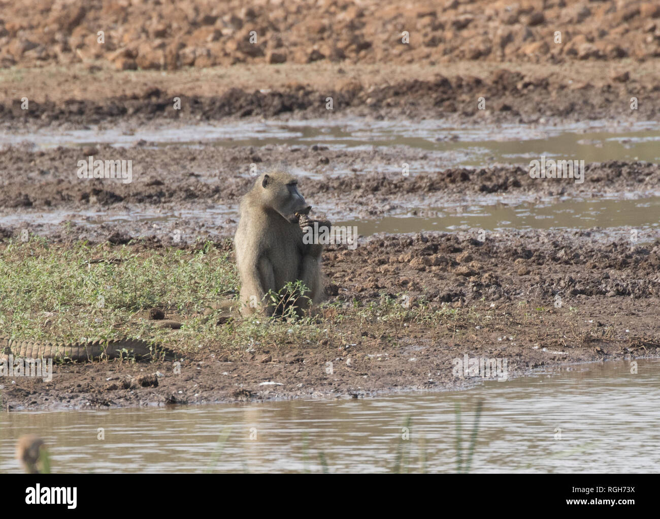 Papio genus hi-res stock photography and images - Alamy
