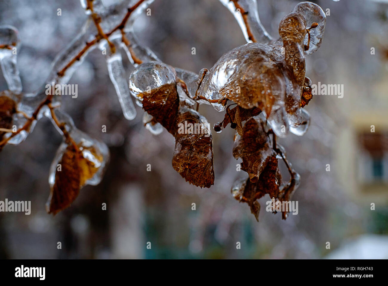 Frozen to plants hi-res stock photography and images - Alamy
