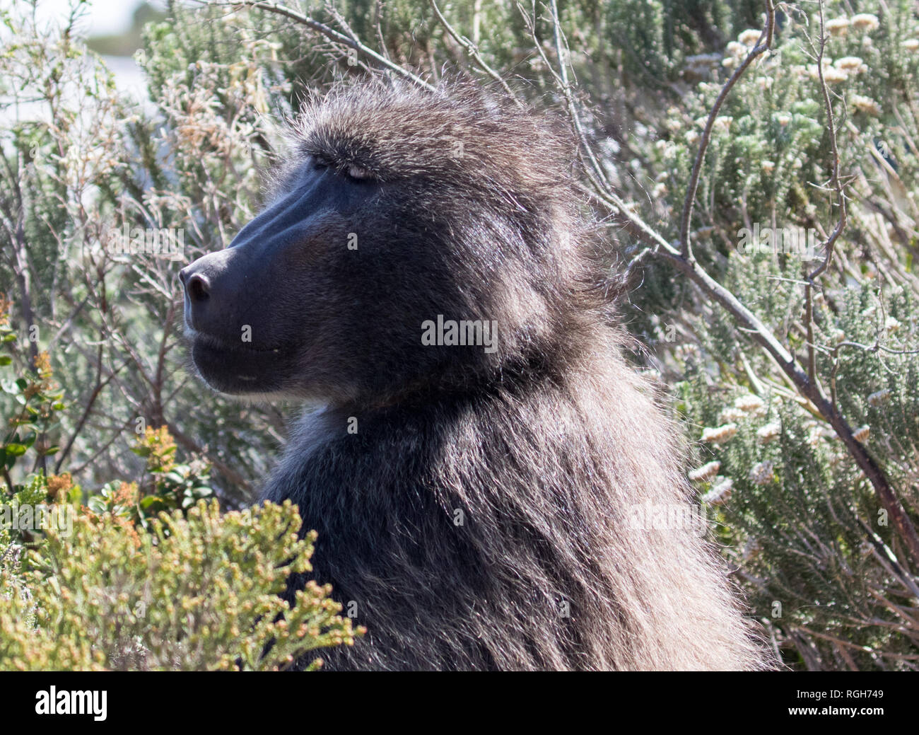 Papio genus hi-res stock photography and images - Alamy