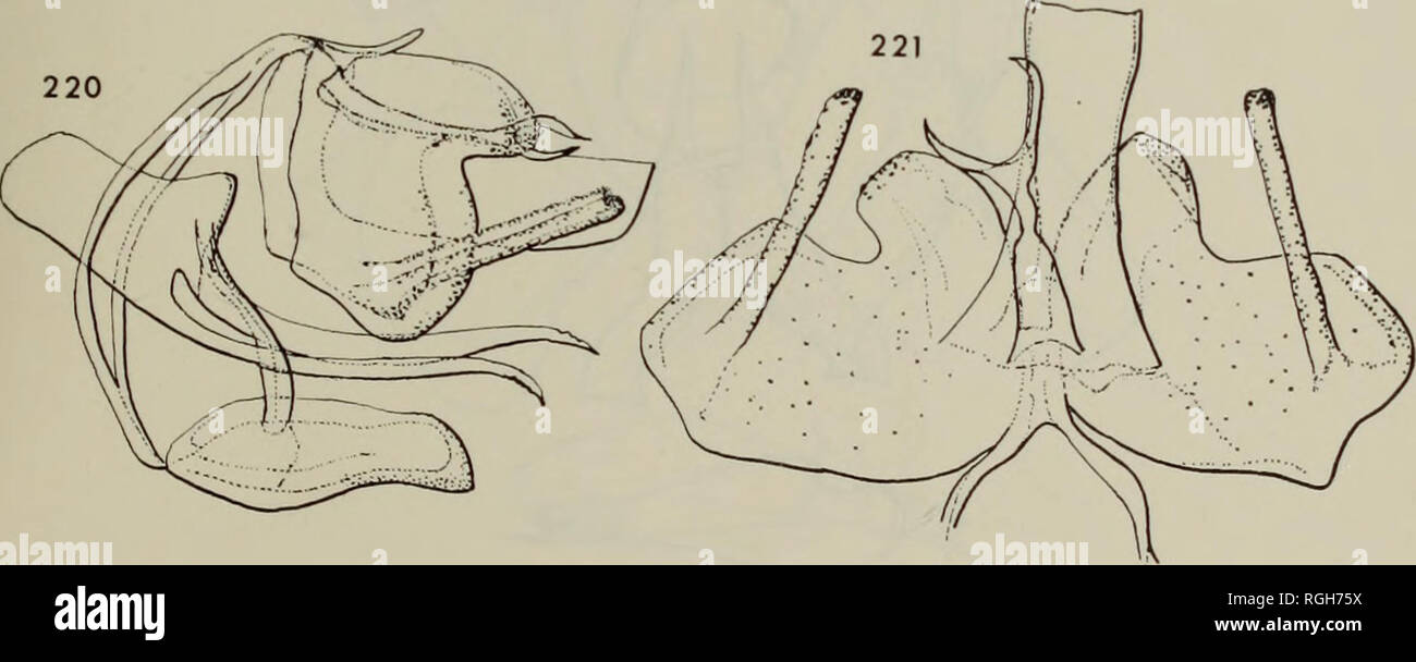 Laterally compressed shape hi-res stock photography and images - Alamy