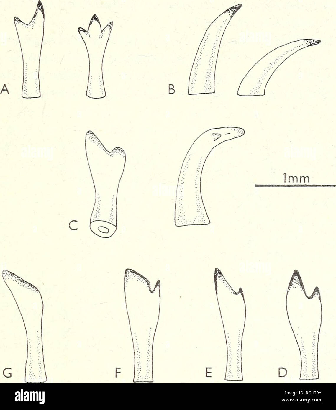 . Bulletin of the British Museum (Natural History). Zoology ...
