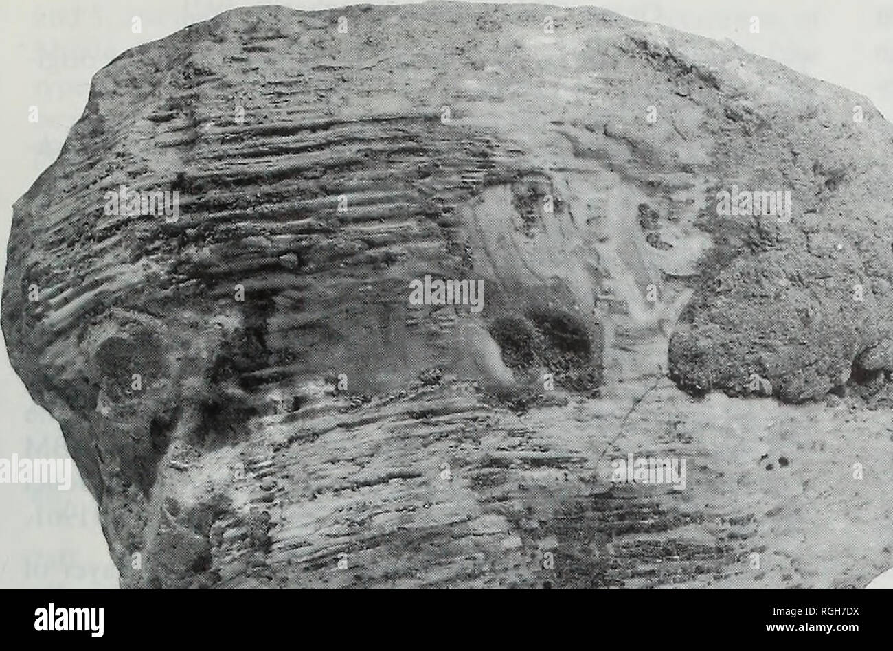 Rudists hi-res stock photography and images - Alamy