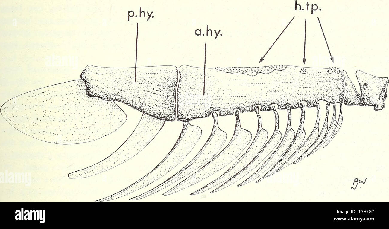 Pterengraulis hi-res stock photography and images - Alamy
