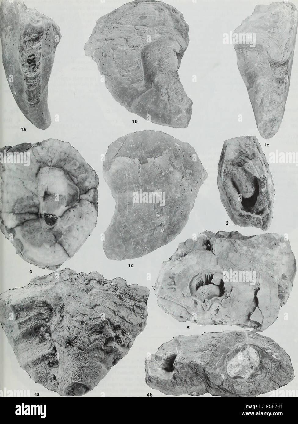 Rudists hi-res stock photography and images - Alamy