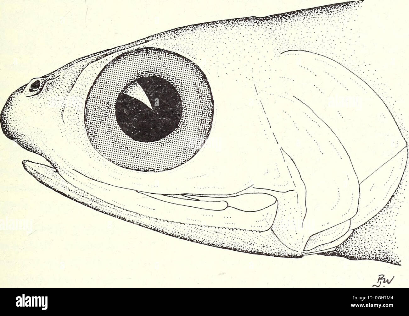 . Bulletin of the British Museum (Natural History). Zoology ...