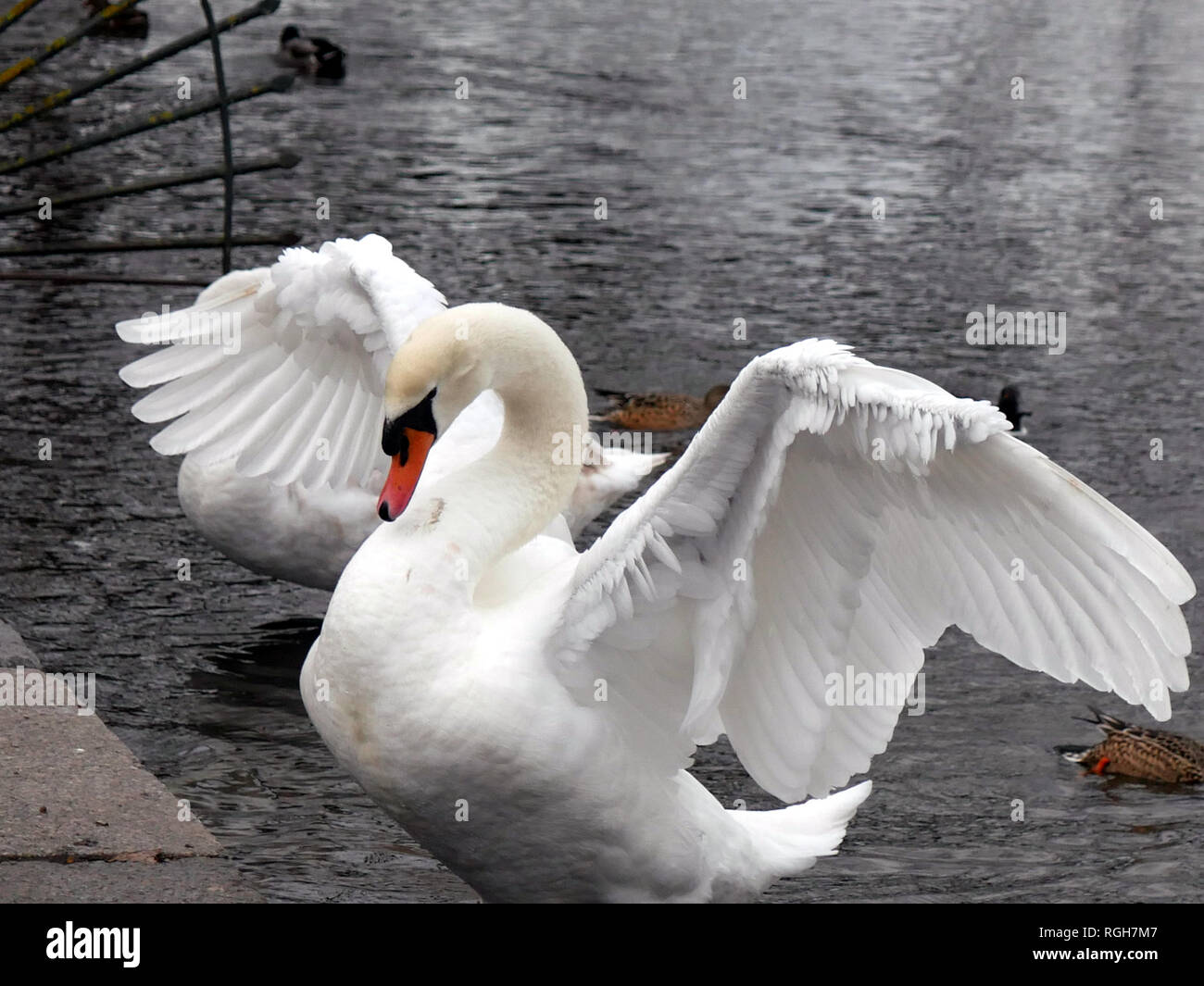 Angry mute swan - Cygnus olor flapping it's wings Stock Photo - Alamy