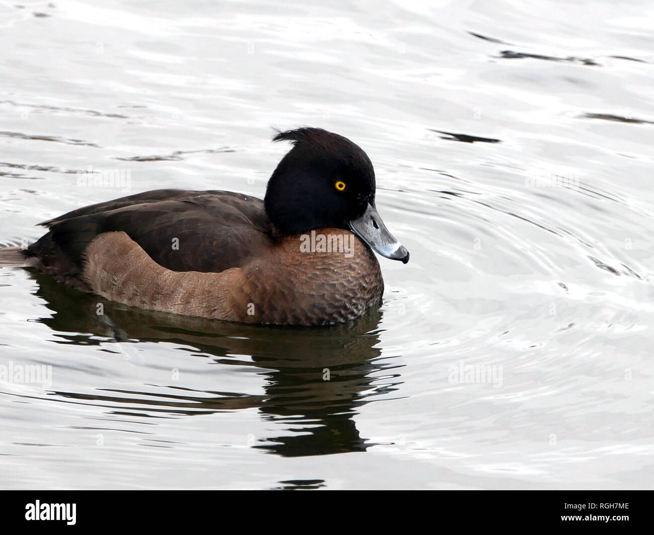 Tufted duck- female Aythya fuligula Stock Photo - Alamy