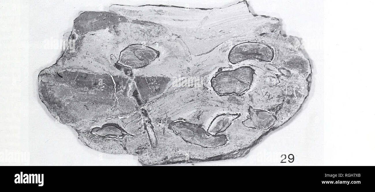 . Bulletin of the British Museum (Natural History). Geology.. . Figs 27 ...