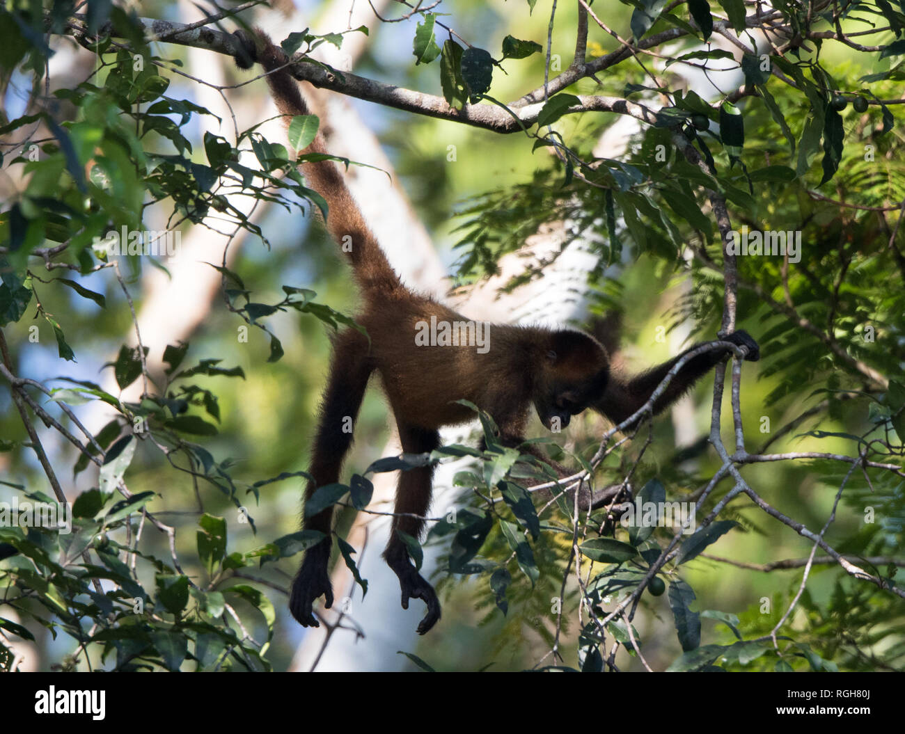 Spider Monkey (Ateles geoffroyi Stock Photo - Alamy