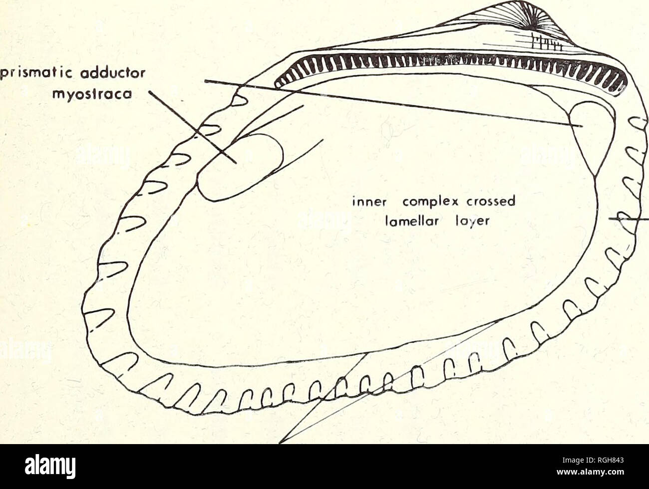 . Bulletin of the British Museum (Natural History). Zoology ...