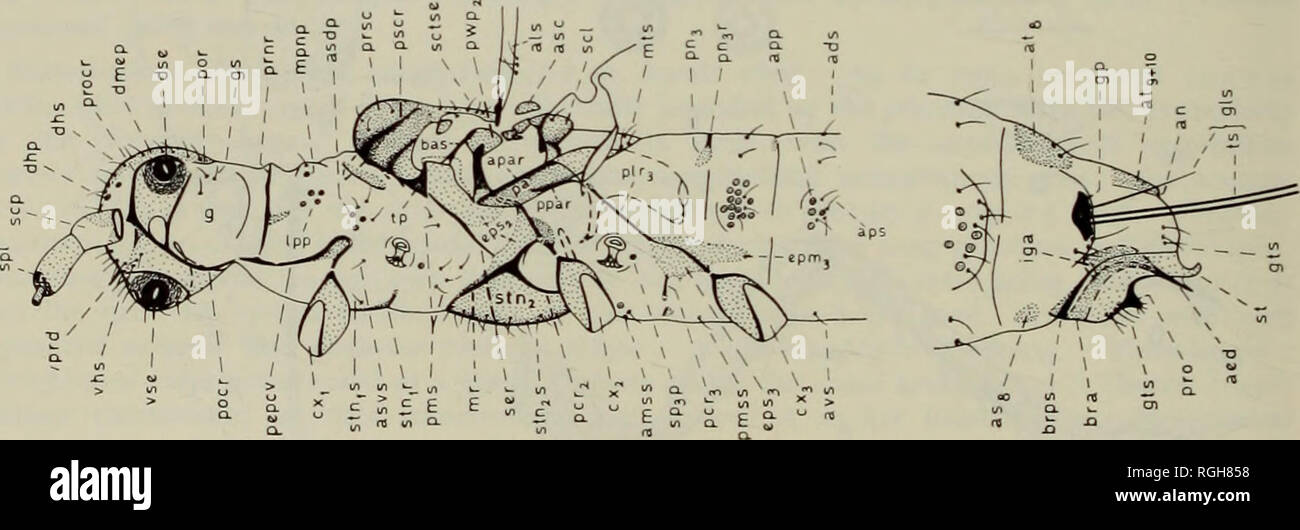 . Bulletin of the British Museum (Natural History) Entom Supp. 56 ...