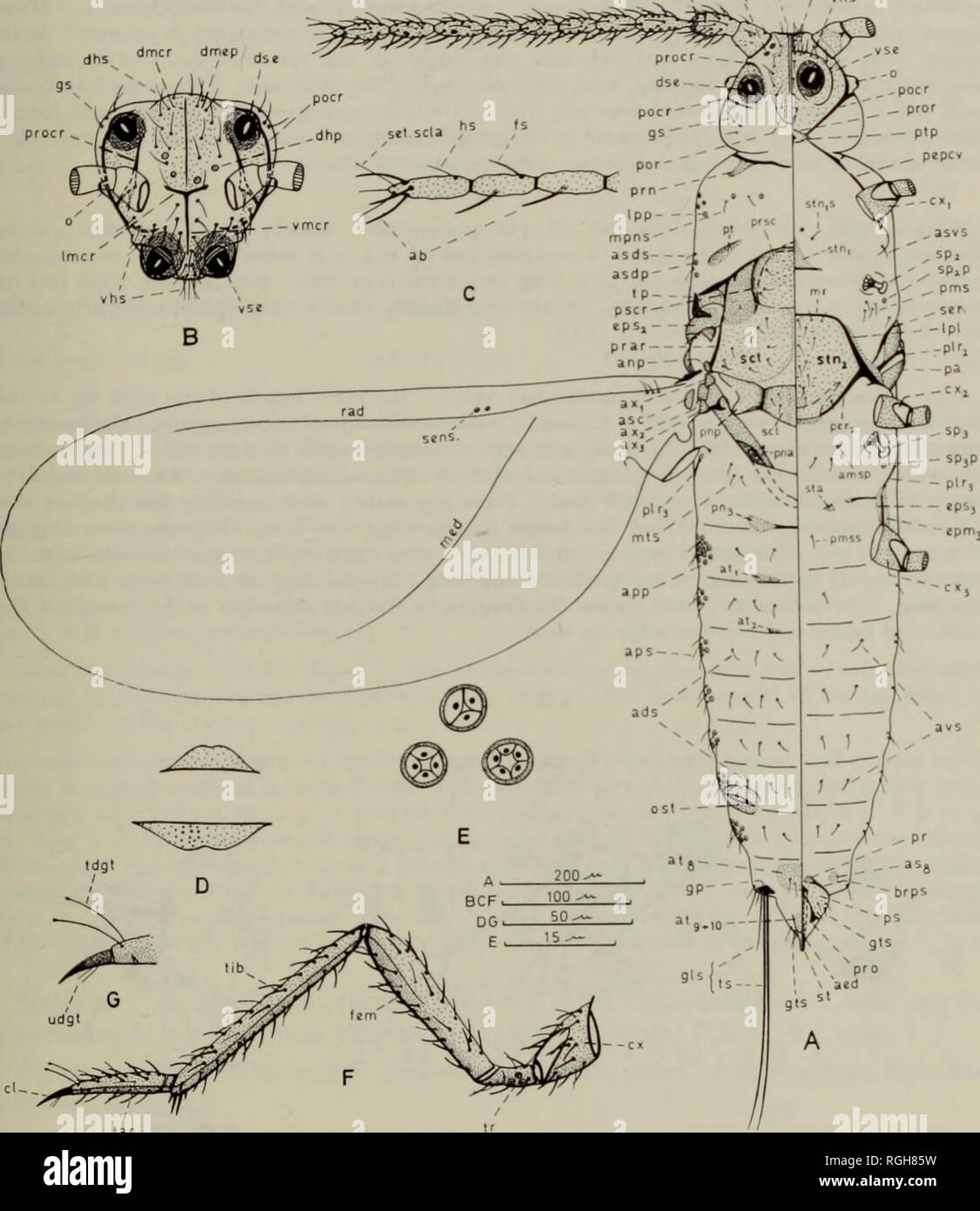 Planococcus citri hi-res stock photography and images - Alamy