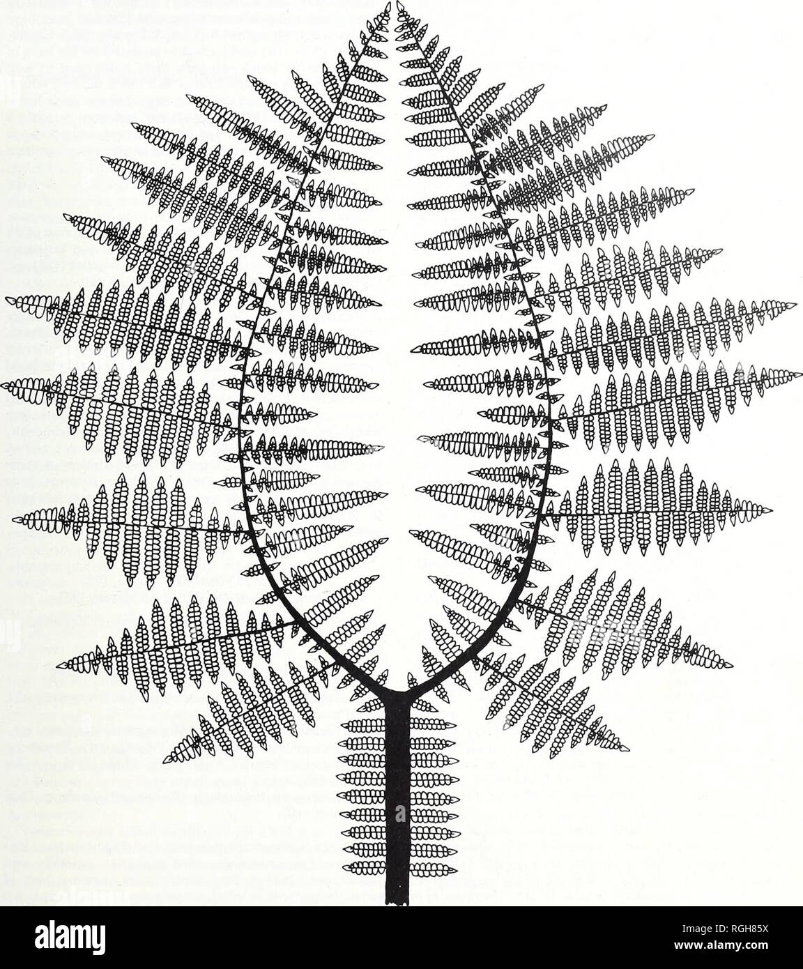 Pteridosperm hi-res stock photography and images - Alamy