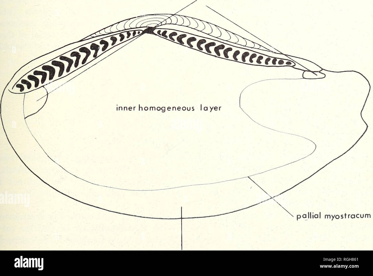 Layer of nacre hi-res stock photography and images - Alamy